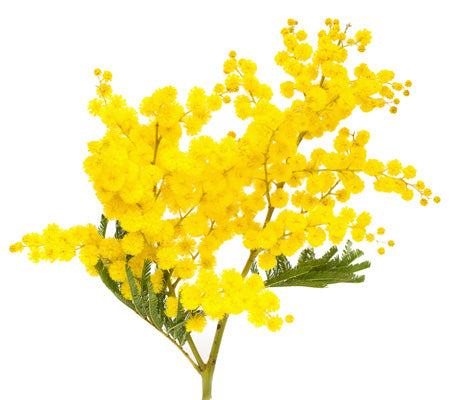 Flower Identification Guide | Learn More About Flowers | Vancouver ...